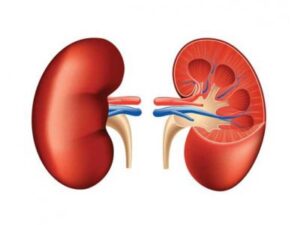 Renal Profile – Suriyaa Diagnostics